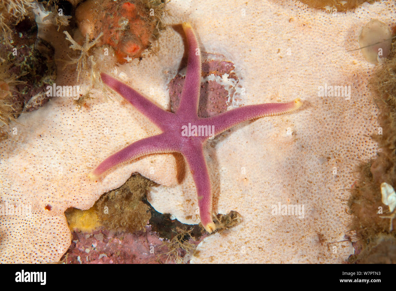 Perforata hi-res stock photography and images - Alamy