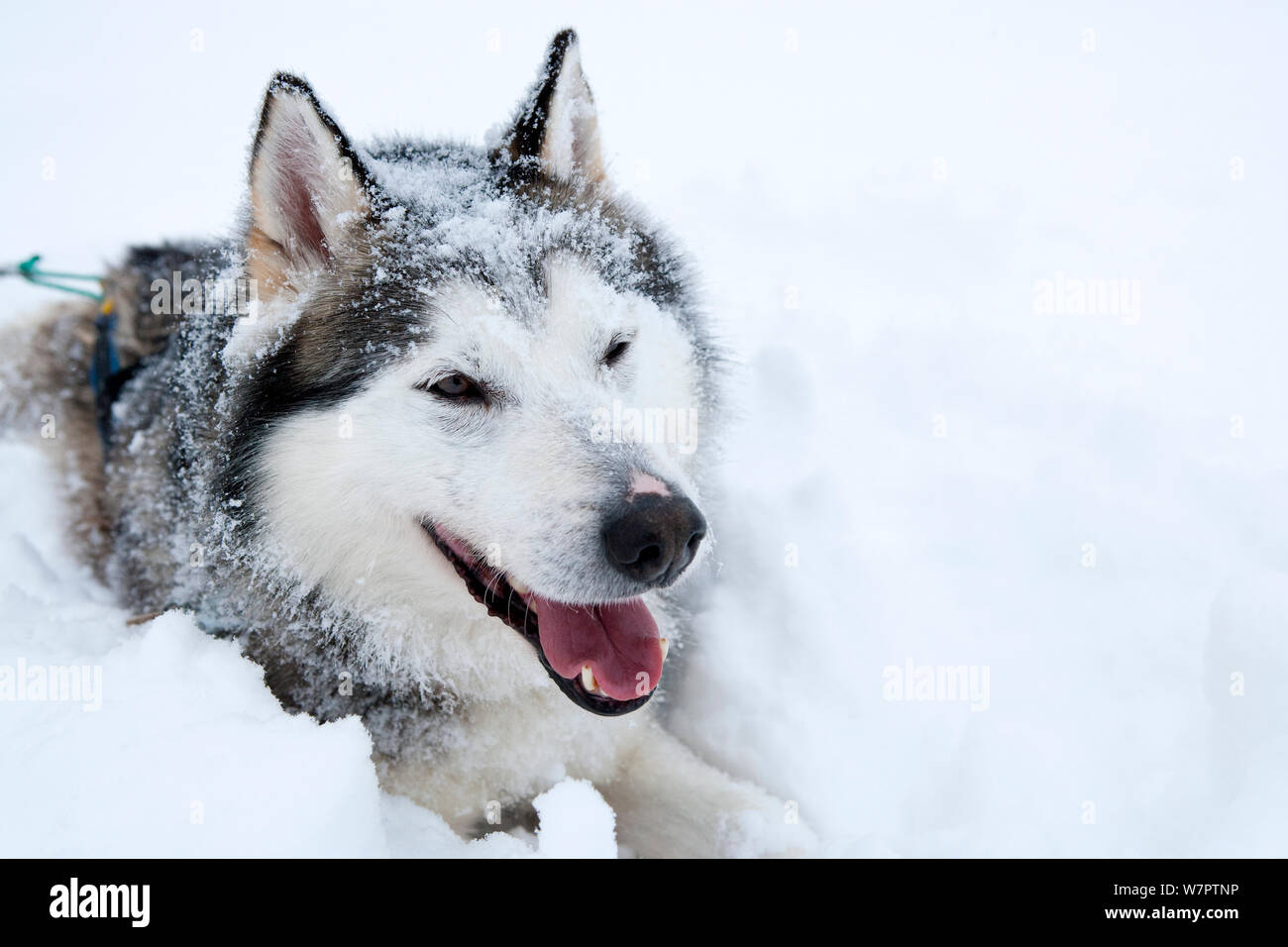 Siberian Husky dog used as sled dogs inside Riisitunturi National Park ...