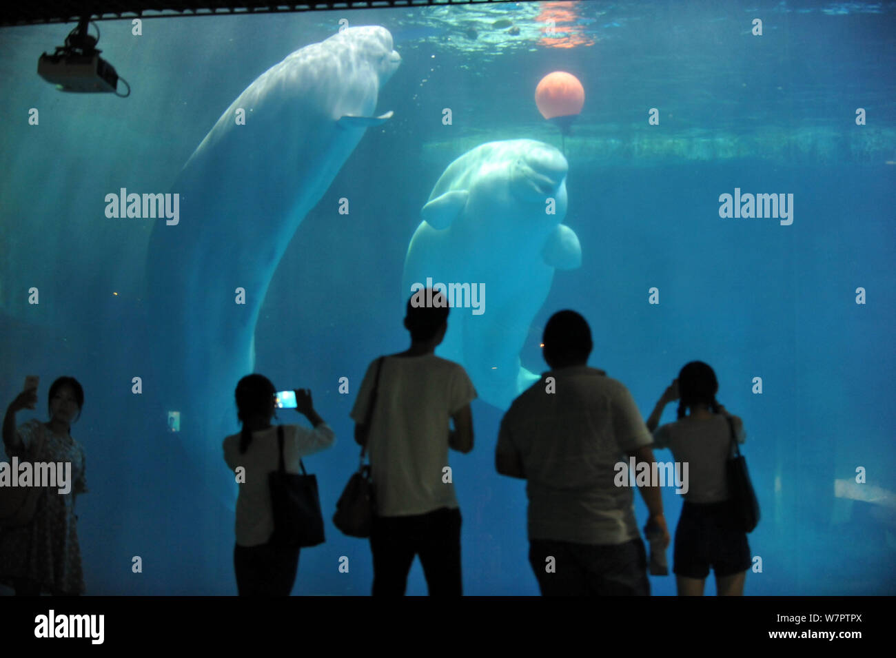 Visitors take photos of a white whale playing with a red balloon at ...