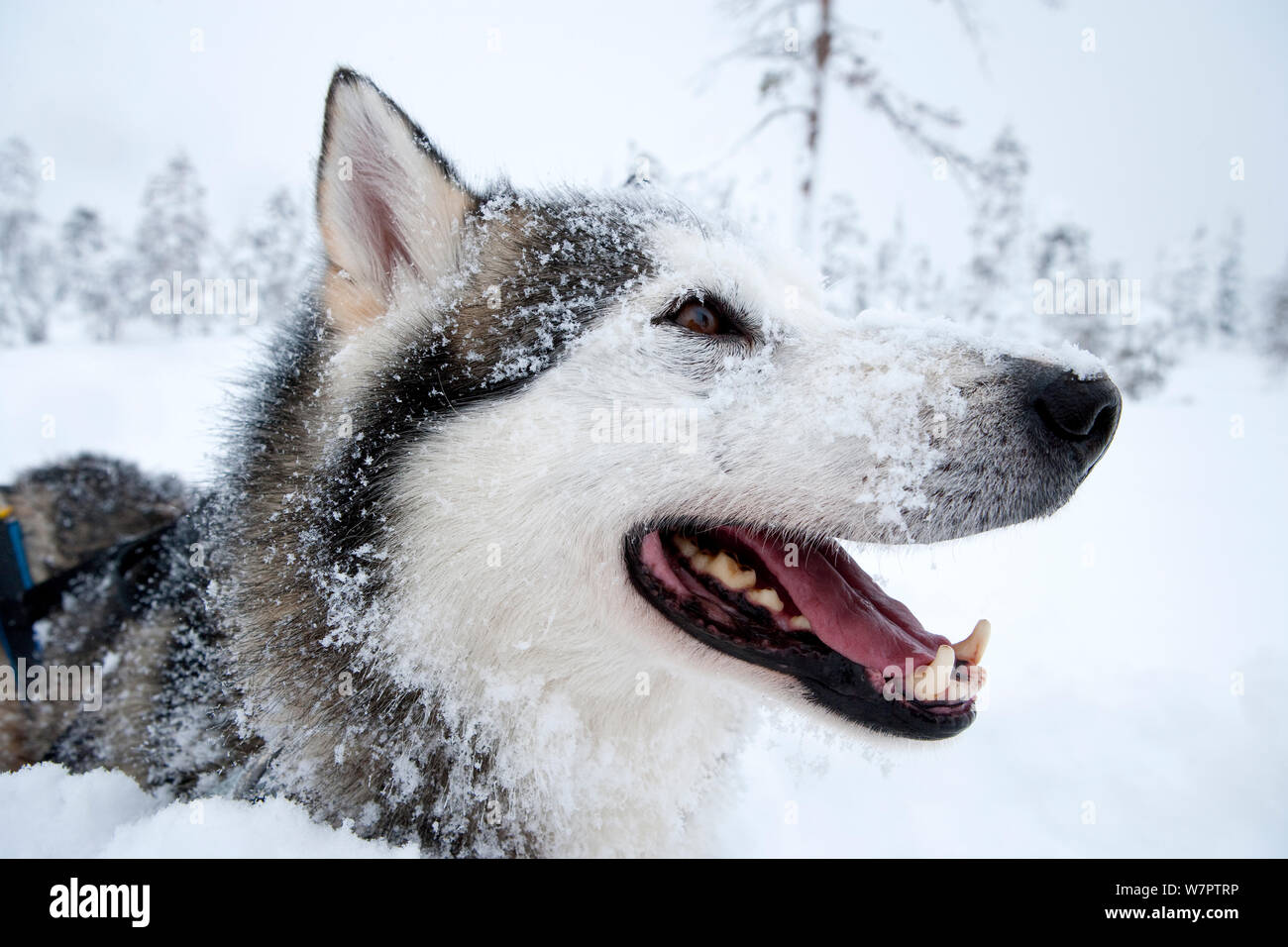 Siberian Husky dog used as sled dogs inside Riisitunturi National Park ...