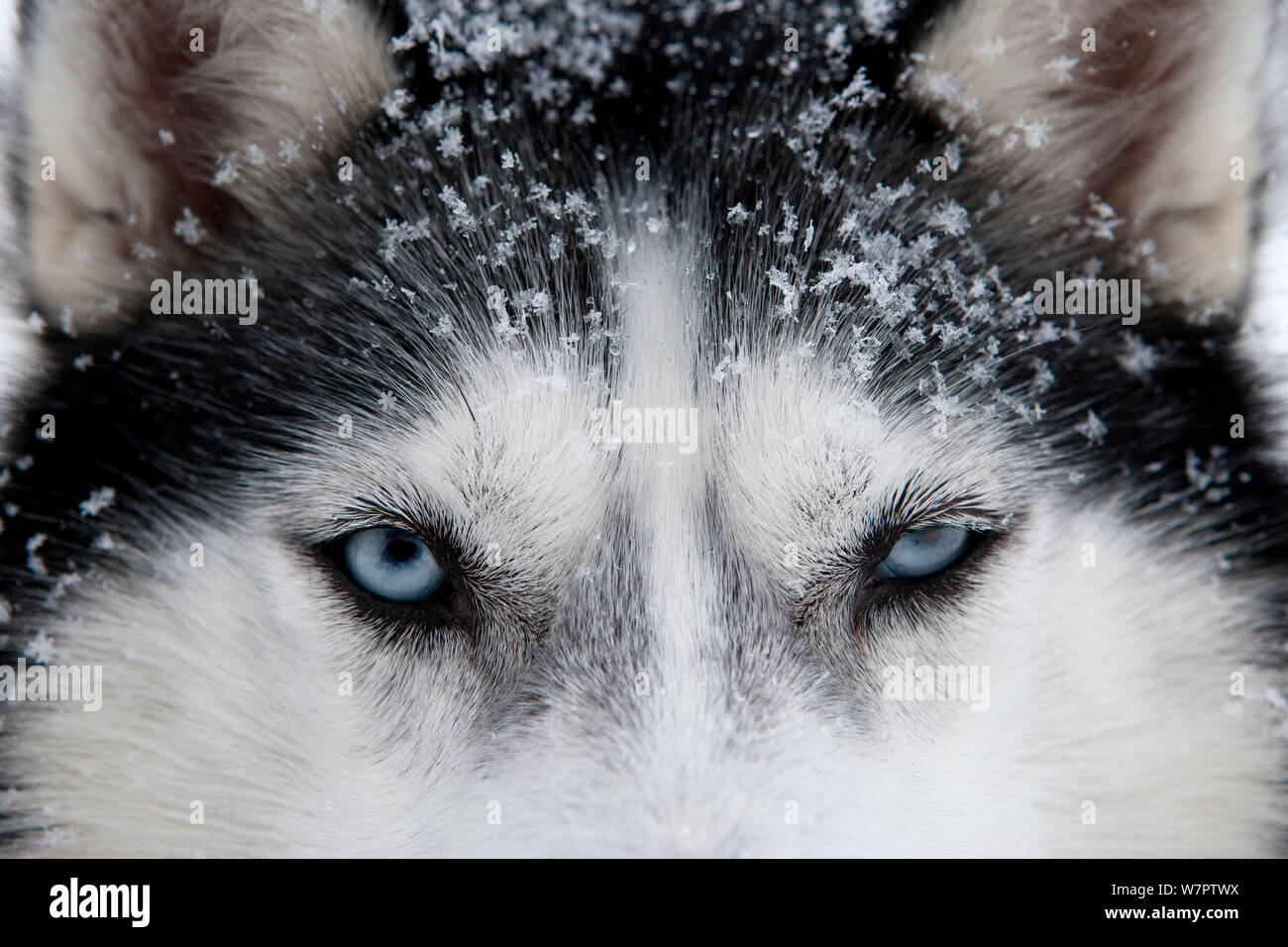 Siberian Husky dog, close up of face, used as sled dog inside ...