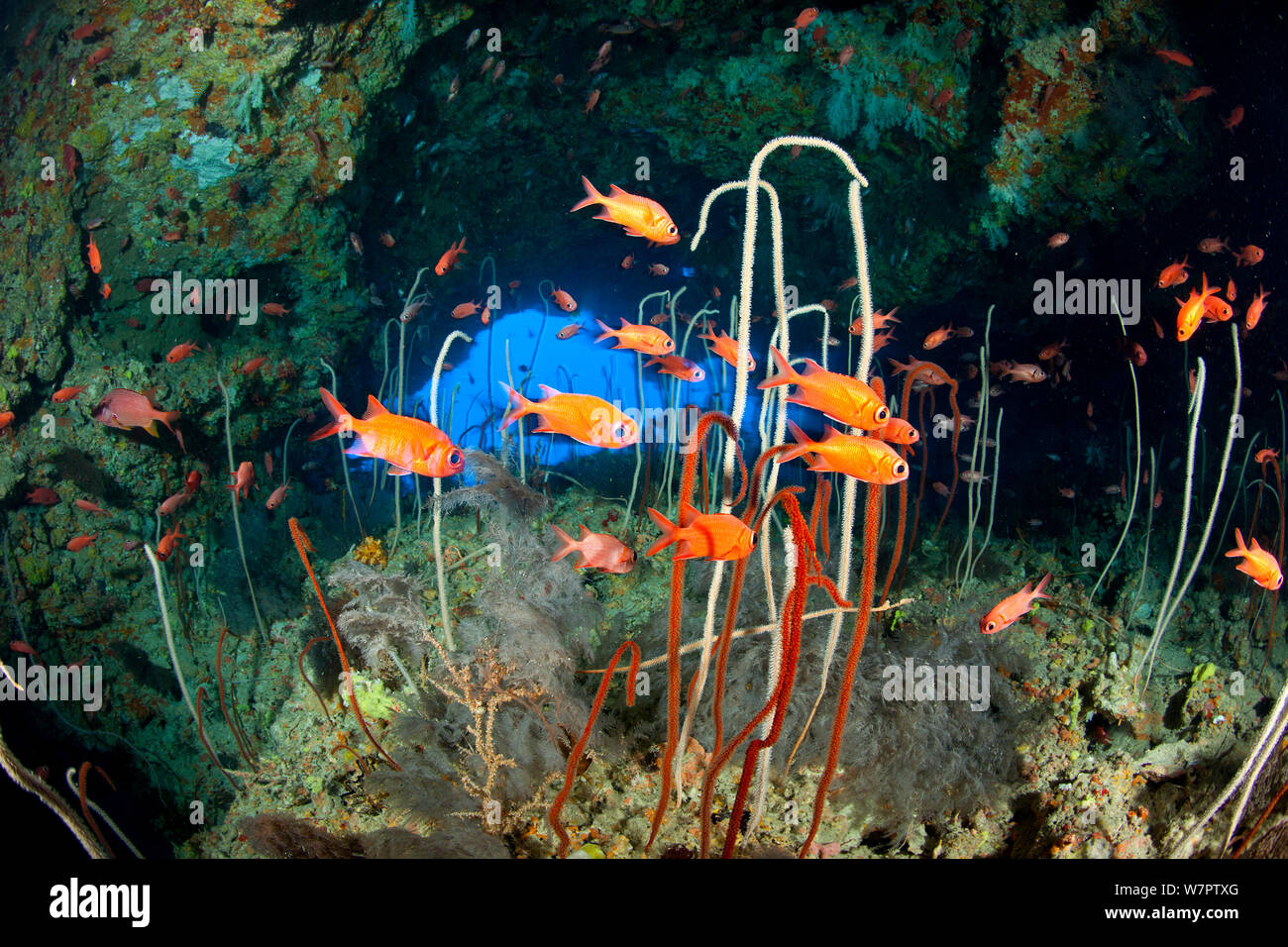 Red / Blotcheye soldierfish (Myripristis murdjan) and sea whips coral ...