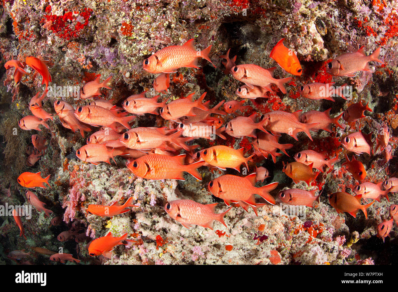 Red / Blotcheye soldierfish (Myripristis murdjan), Maldives, Indian ...