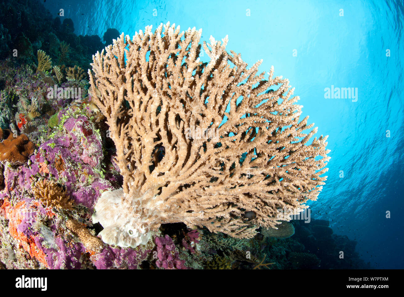 Acropora Hyacinthus High Resolution Stock Photography and Images - Alamy