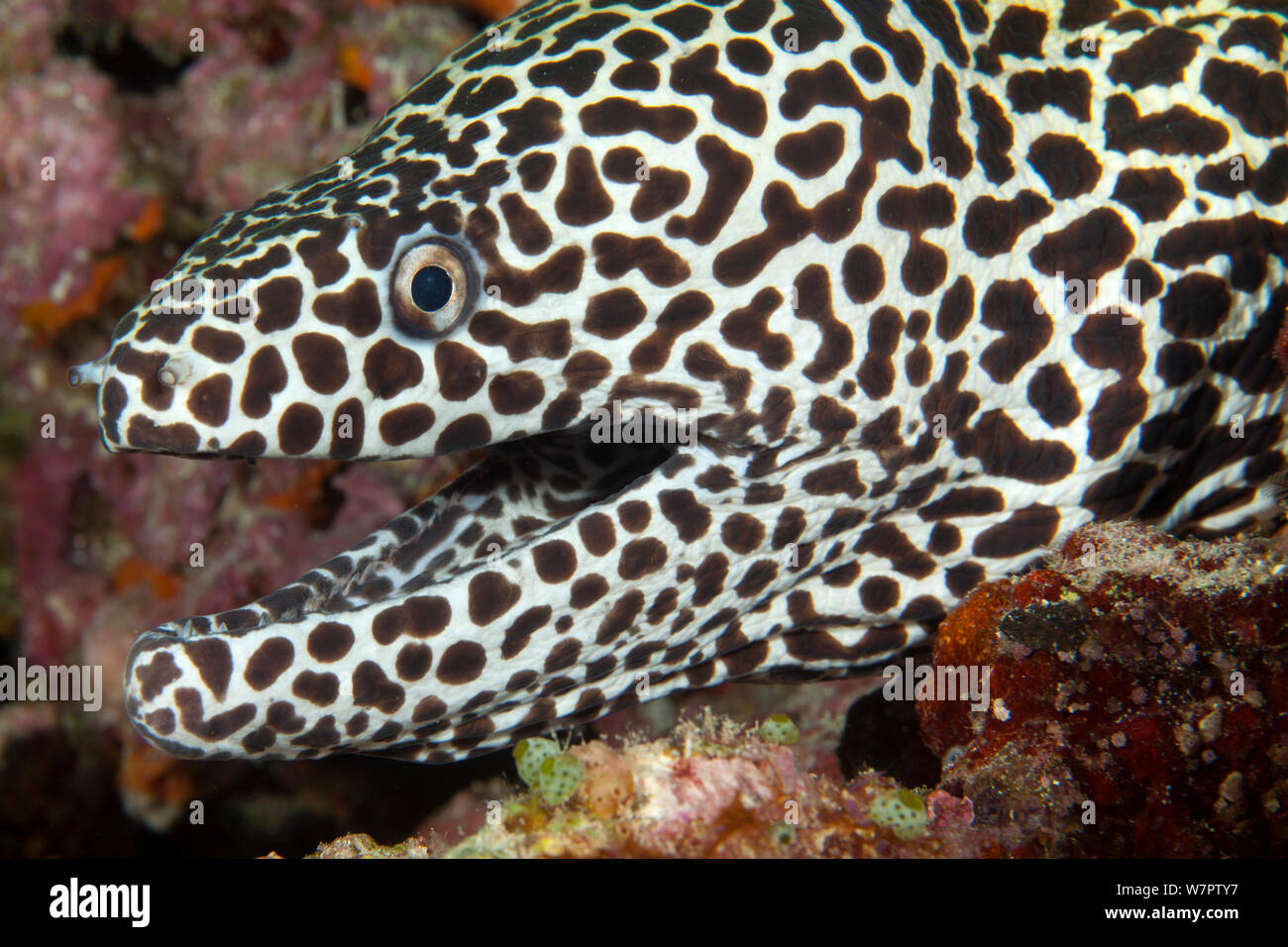 Honeycomb moray eel (Gymnothorax favagineus) head profile, Maldives ...