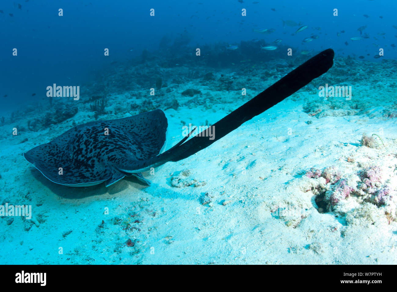 Tail detail of Marbled stingray (Taeniura meyeni) Pulaa Thila, Maldives ...