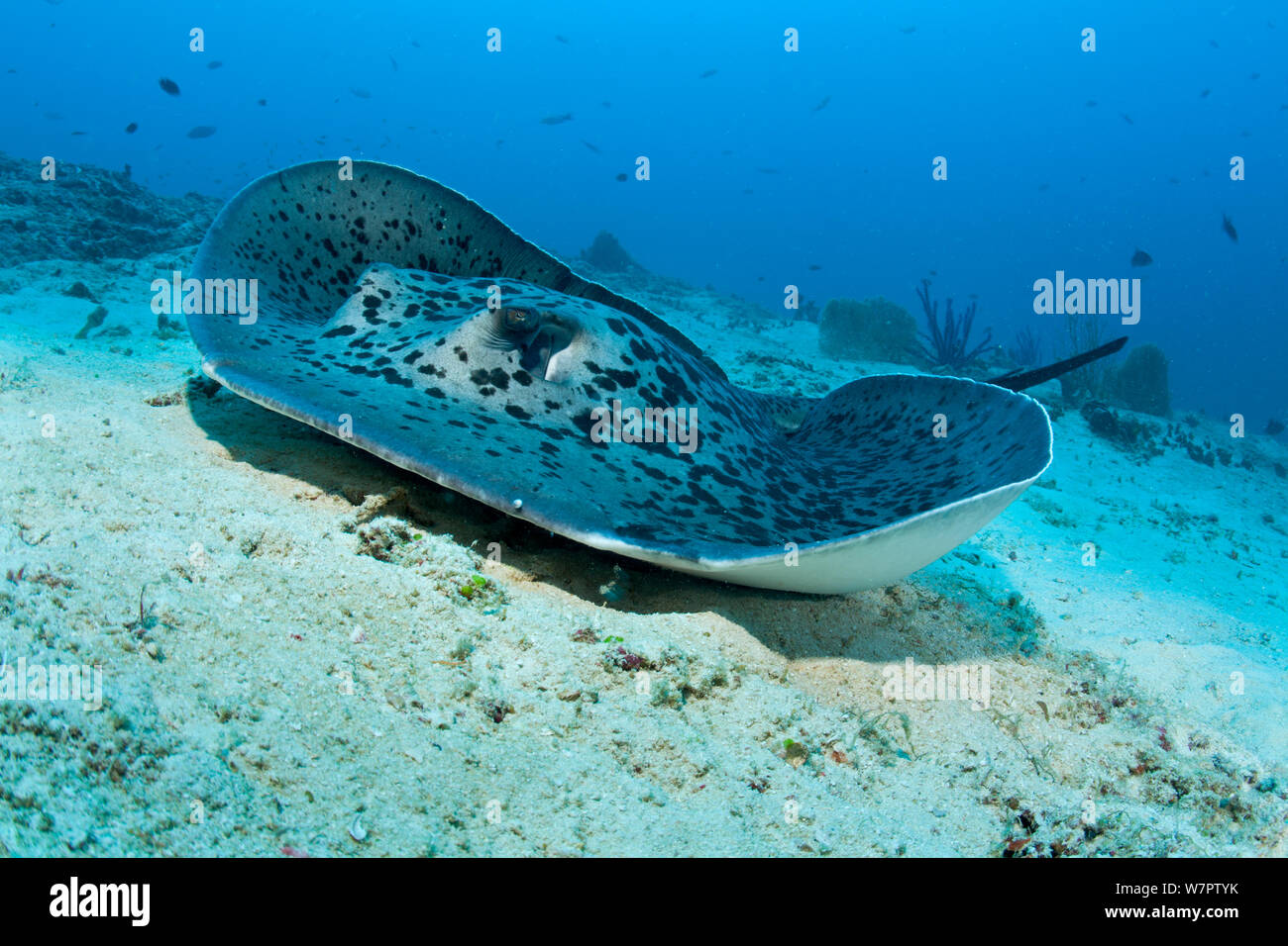 Marbled stingray (Taeniura meyeni) Pulaa Thila, Maldives, Indian Ocean ...