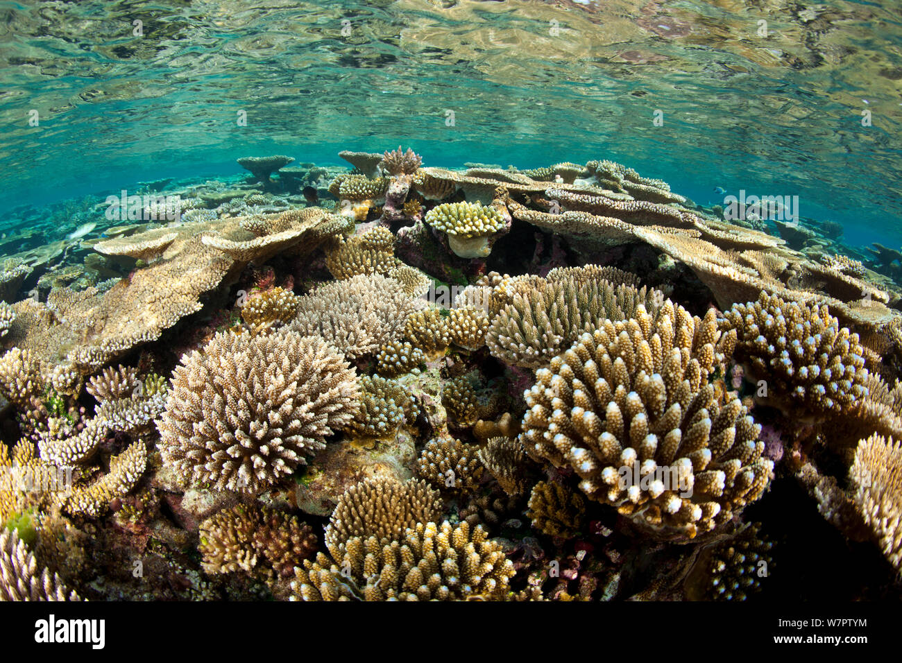 Table top corals (Acropora hyacinthus) and other (Acropora robusta ...