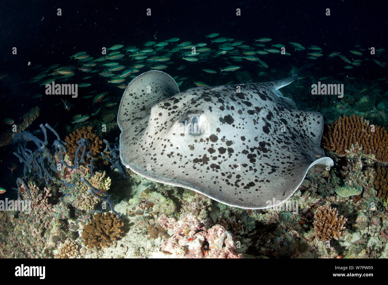 Marbled stingray (Taeniura meyeni) over reef at night, Maldives, Indian ...