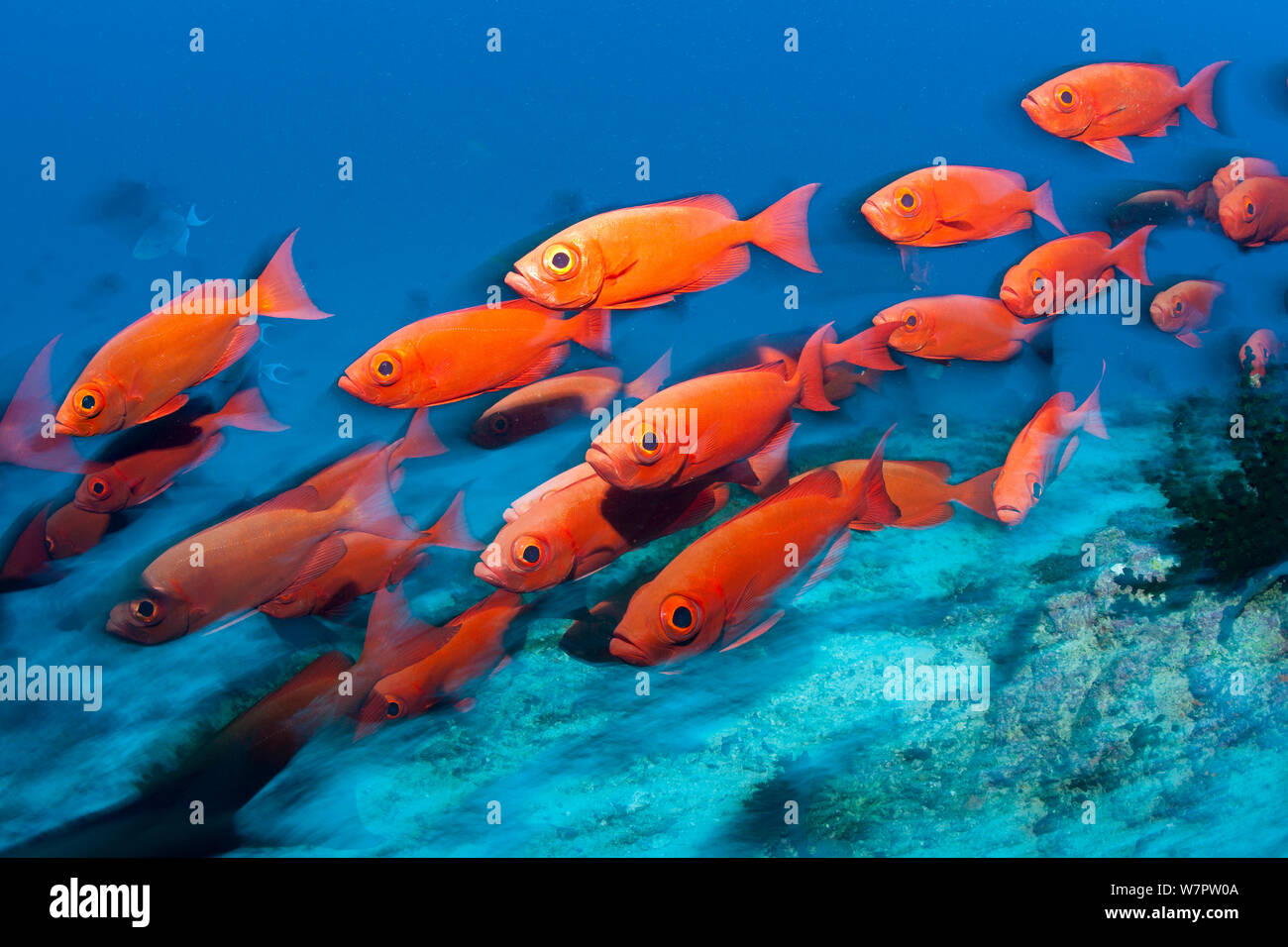 Shoal of Crescent-Tail bigeye (Priacanthus hamrur) Maldives, Indian ...