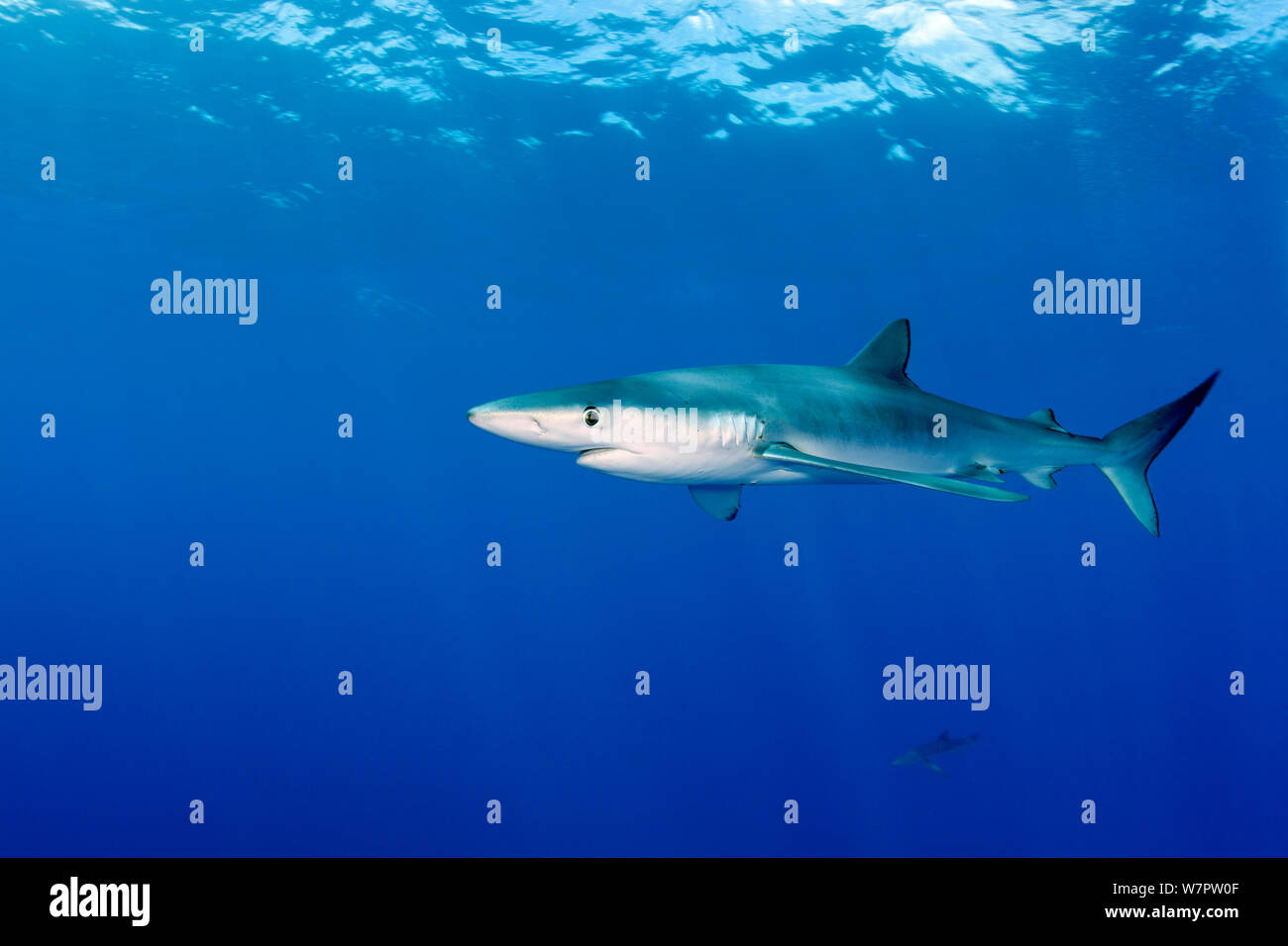 Great Blue shark (Prionace glauca) profile portrait, Pico Island ...