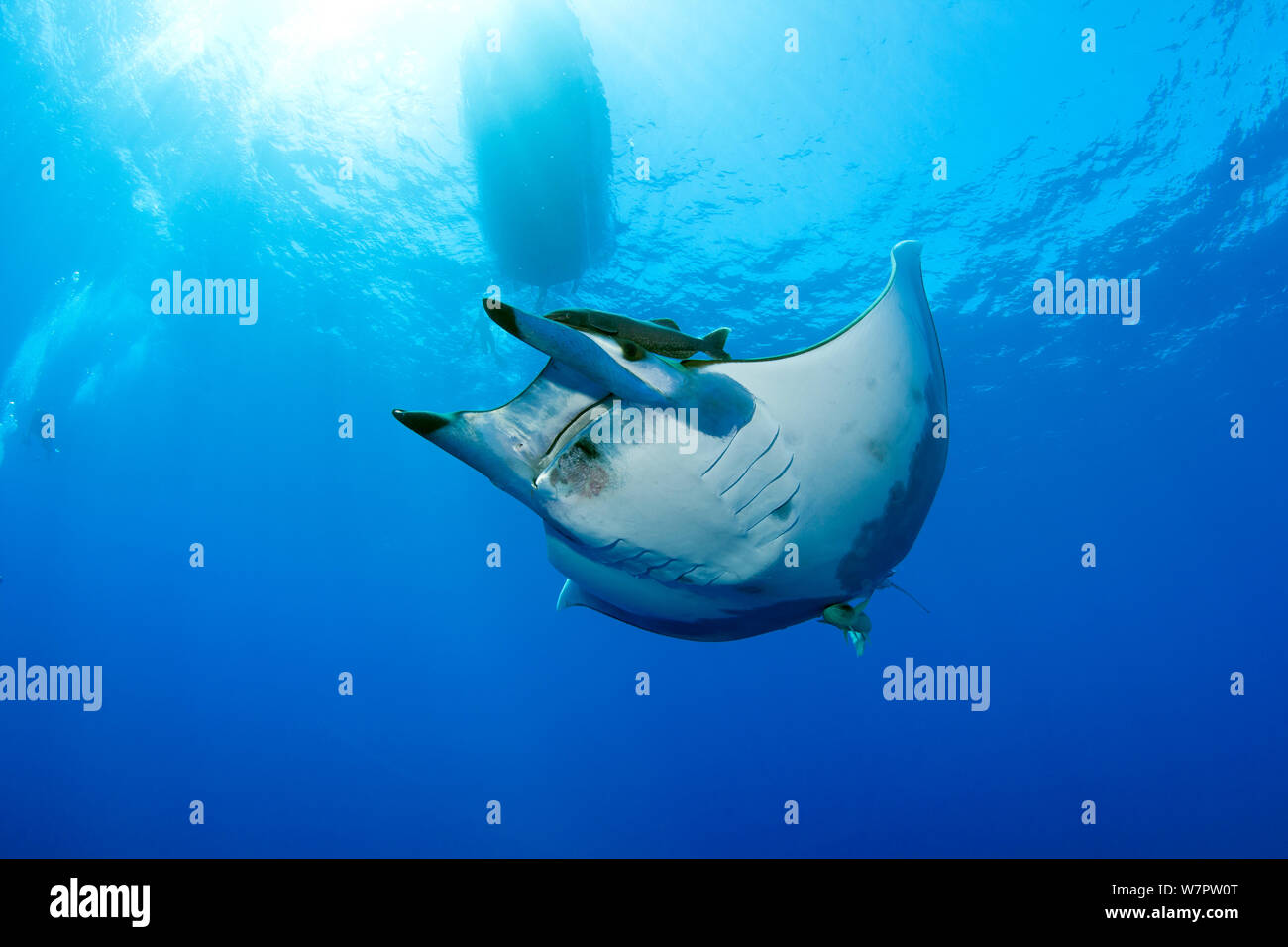 Underside of atlantic manta ray hi-res stock photography and images - Alamy