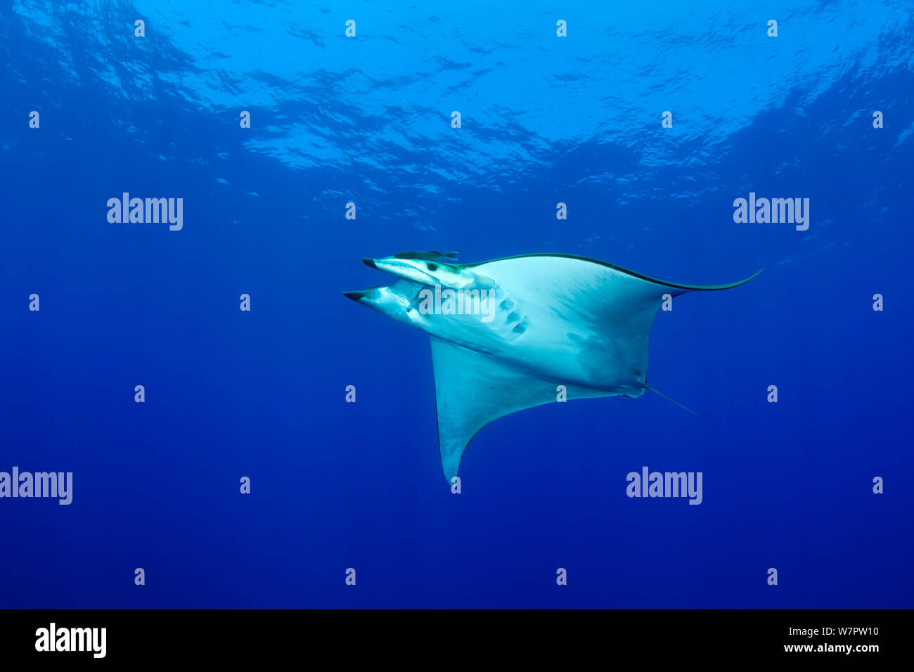 Devil ray (Mobula tarapacana) viewed from below, Princess Alice Bank ...