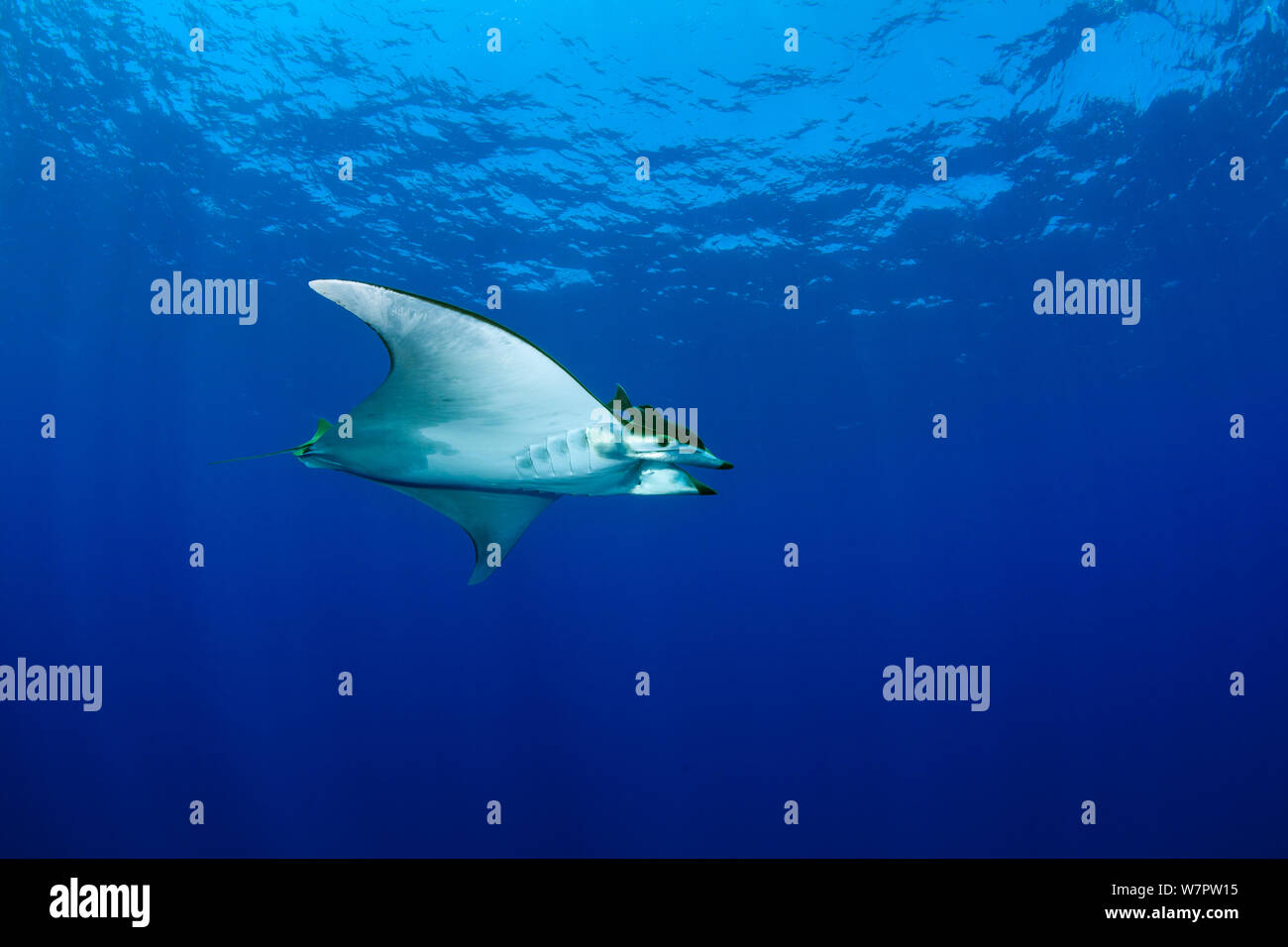 Devil ray (Mobula tarapacana) profile portrait, Princess Alice Bank ...