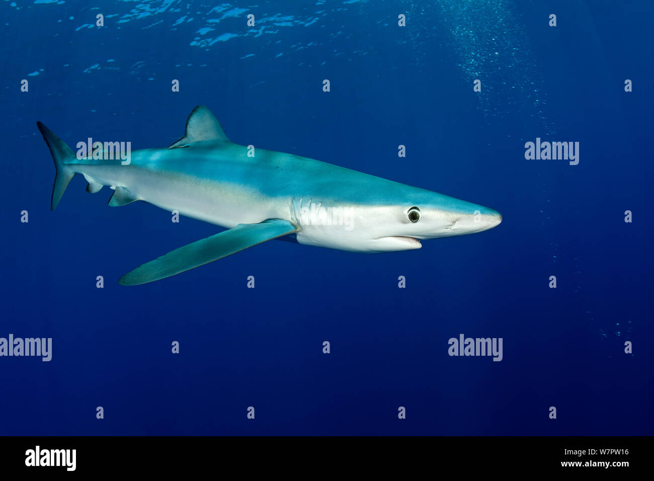 Great Blue shark (Prionace glauca) profile portrait, Pico Island ...