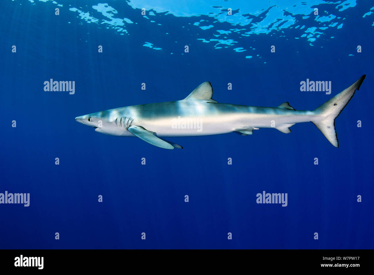 Great Blue shark (Prionace glauca) Pico Island, Azores, Portugal ...