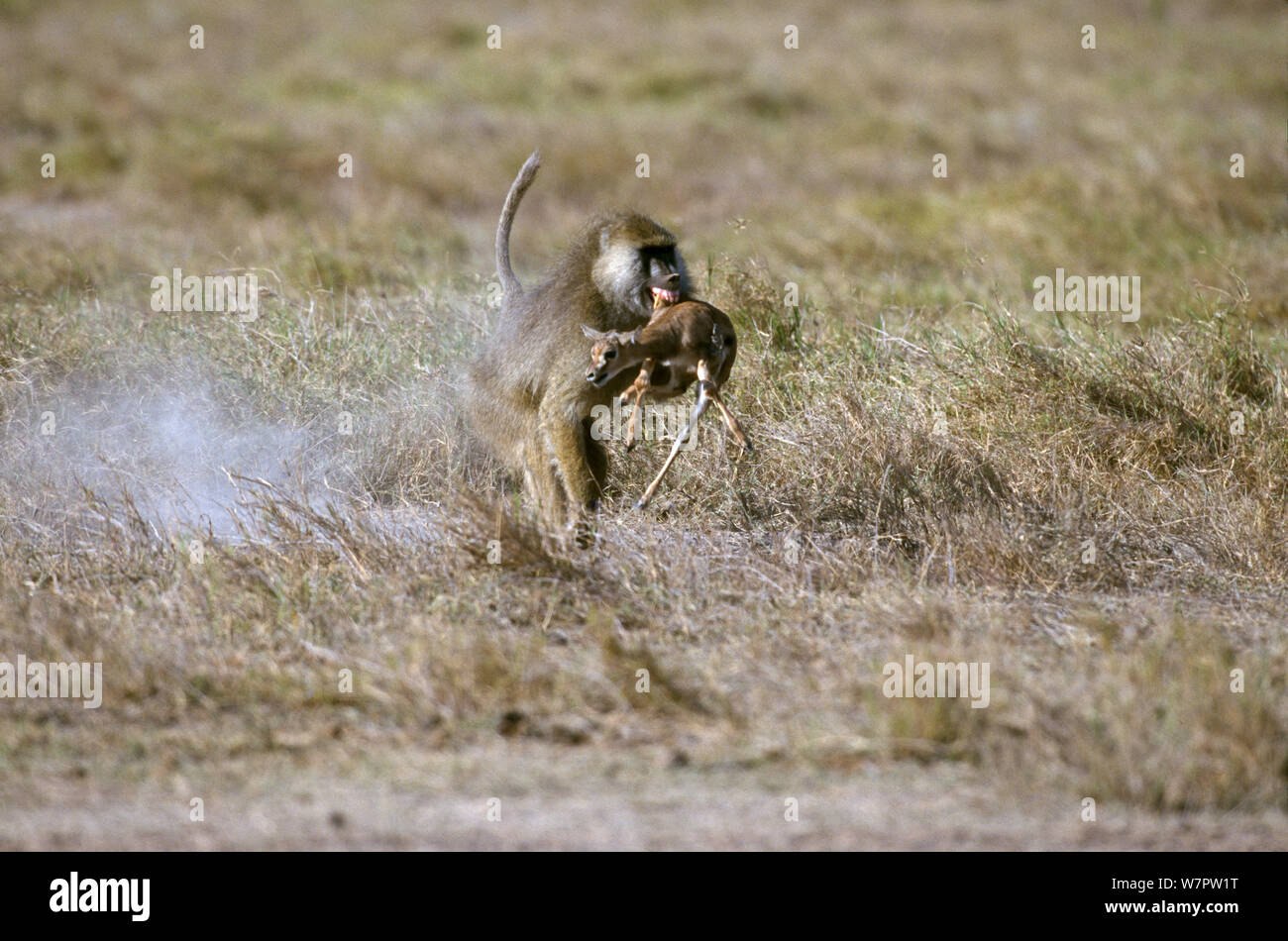 Yellow baboon (Papio hamadryas cynocephalus) male hunting a young ...