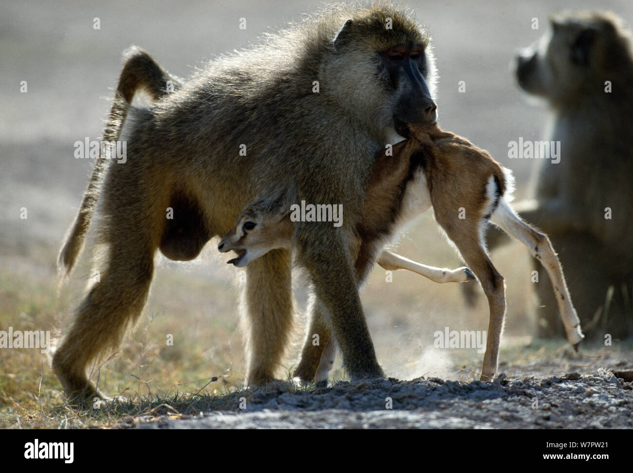 Yellow baboon (Papio hamadryas cynocephalus) male catching a young ...