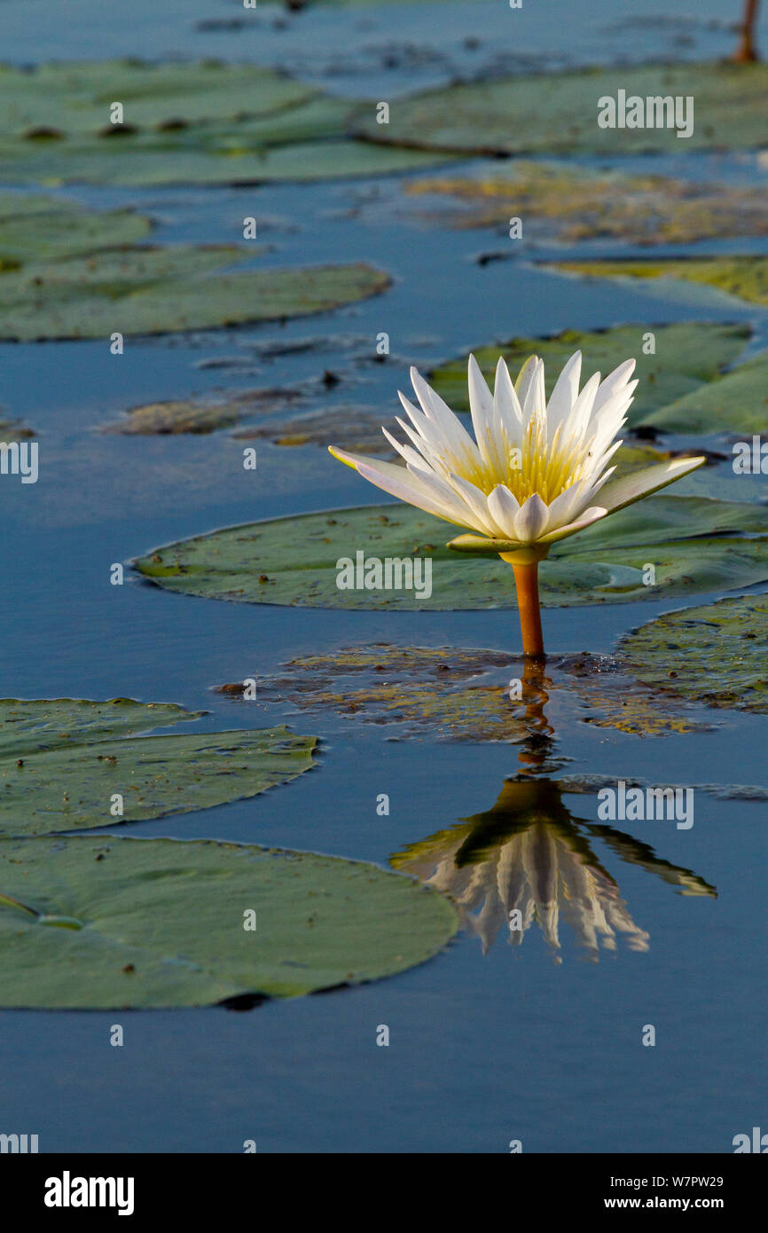 Water flowers africa hi-res stock photography and images - Alamy