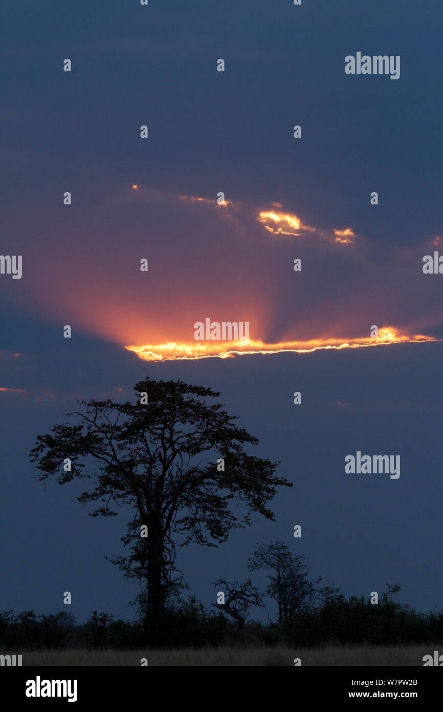 Botswana trees hi-res stock photography and images - Alamy