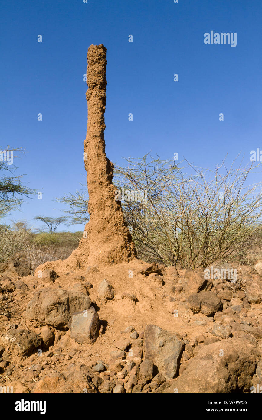Termite tower hi-res stock photography and images - Alamy