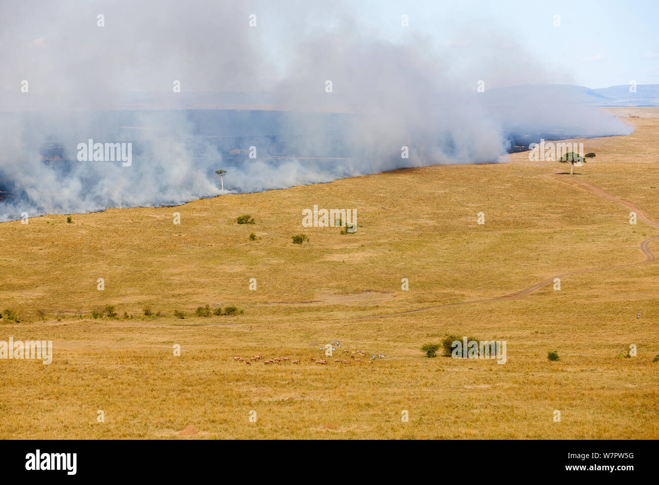 Savanna fire hi-res stock photography and images - Alamy