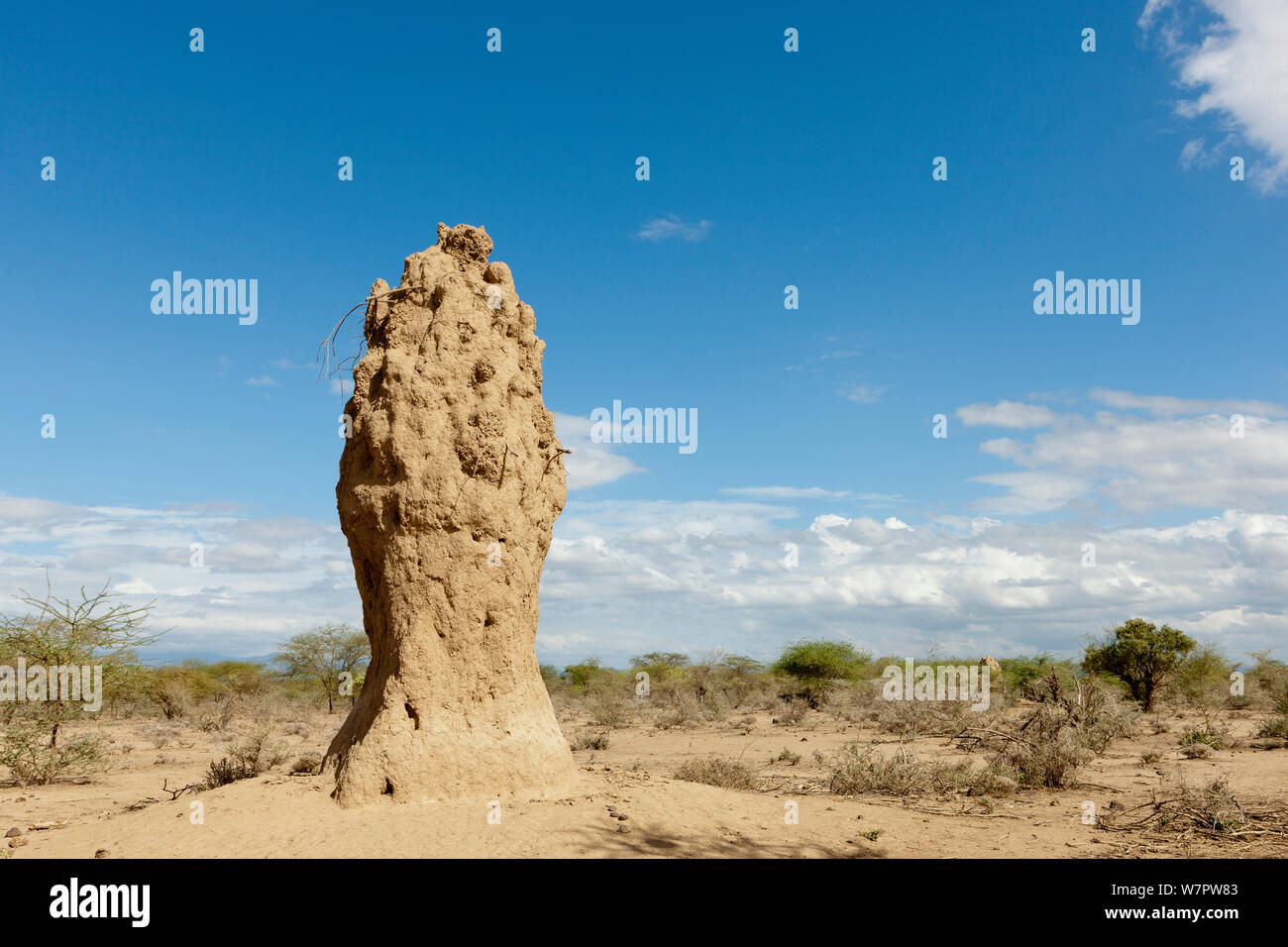 Termite tower hi-res stock photography and images - Alamy