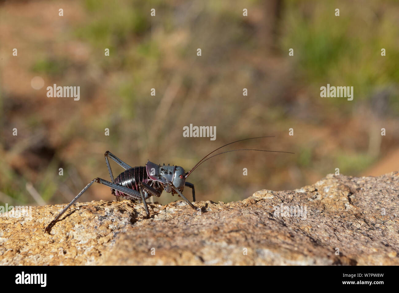 Long horned grasshopper hi-res stock photography and images - Alamy