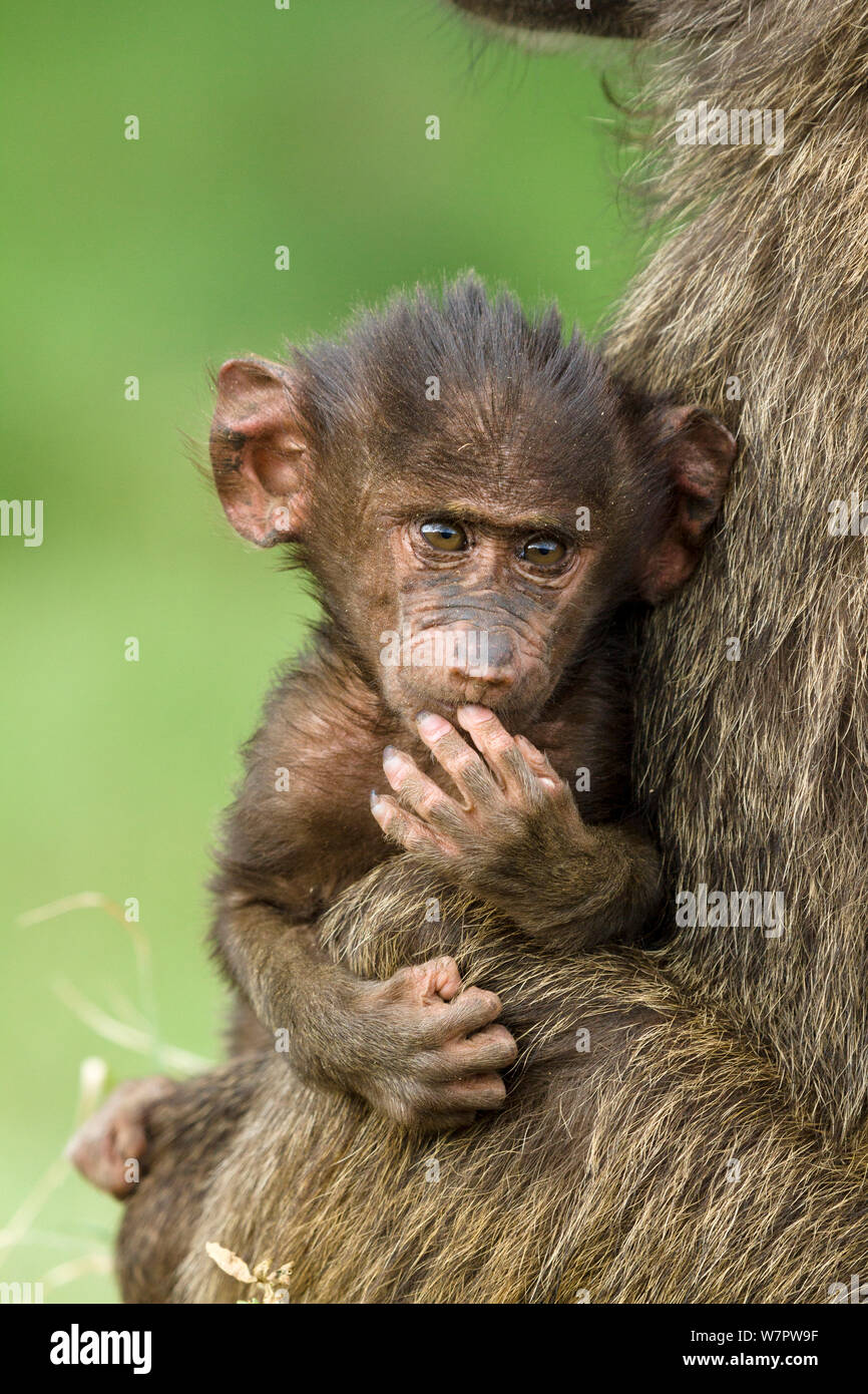 Olive baboon (Papio hamadryas anubis) baby with its mother, Nakuru ...