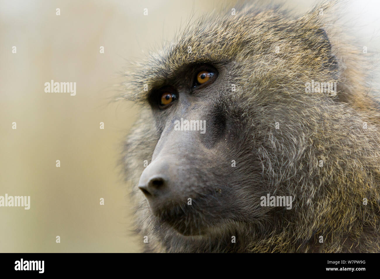 Olive baboon (Papio hamadryas anubis) close-up of a male, Nakuru ...