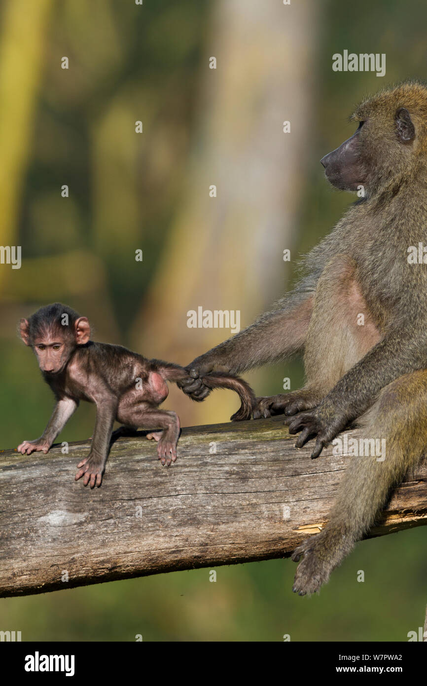 Olive baboon (Papio hamadryas anubis) male playing with a baby, Nakuru ...