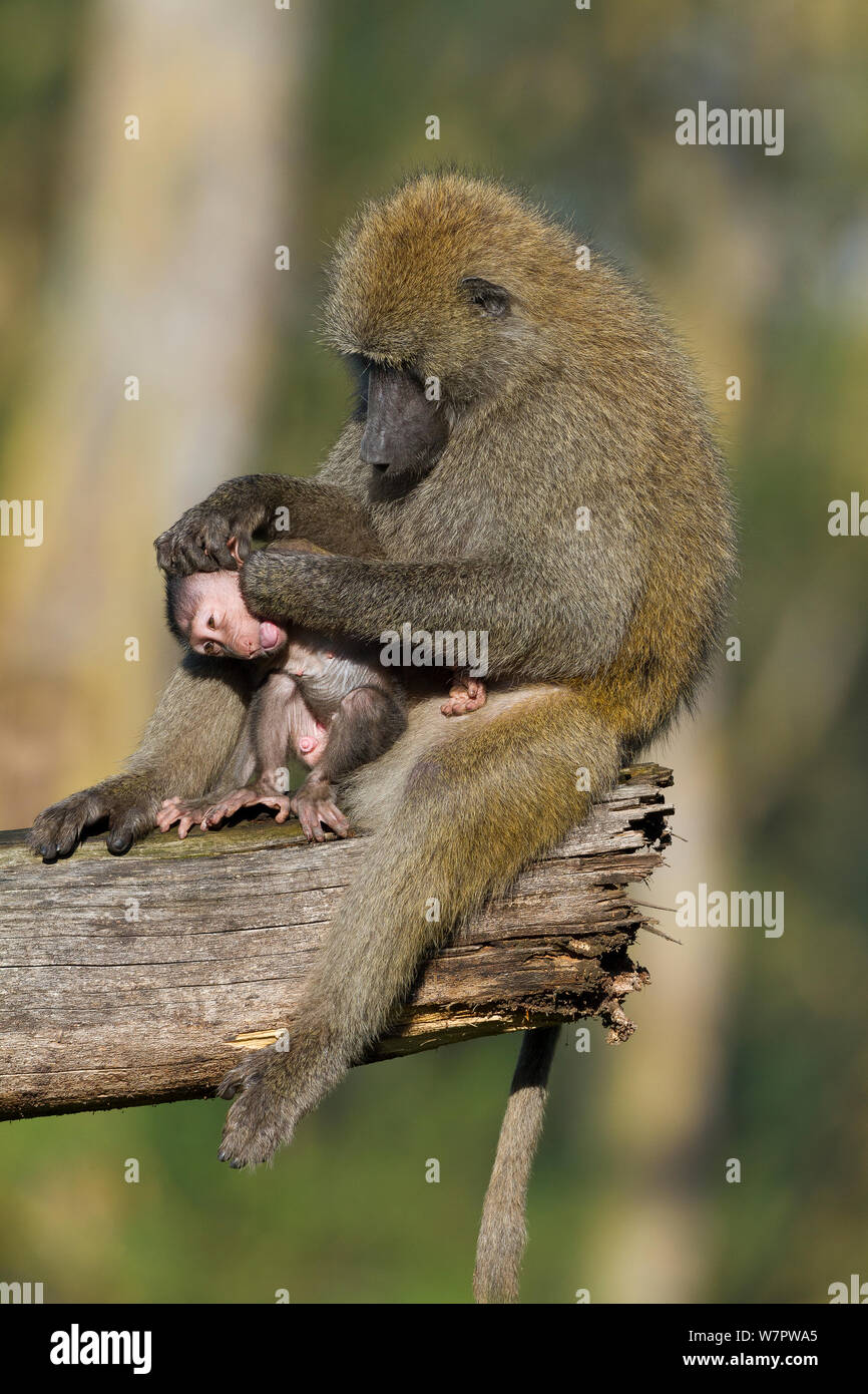 Olive baboon (Papio hamadryas anubis) male playing with a baby, Nakuru ...