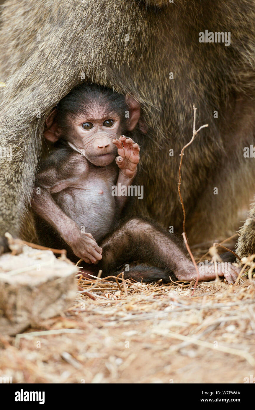 Olive baboon (Papio hamadryas anubis) baby, Nakuru National Park, Kenya ...