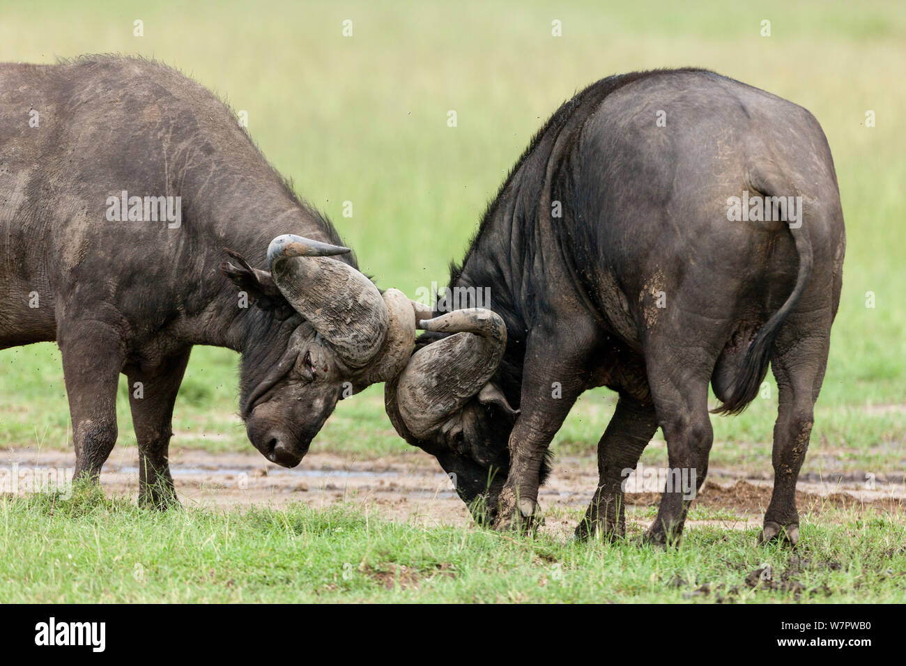 African buffalo fighting hi-res stock photography and images - Alamy