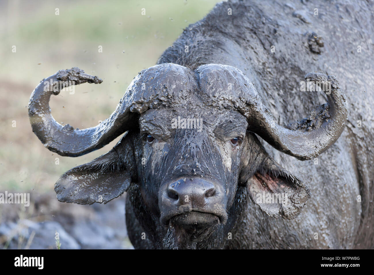 African buffalo (Syncerus caffer) covered in mud during mud bath bath ...