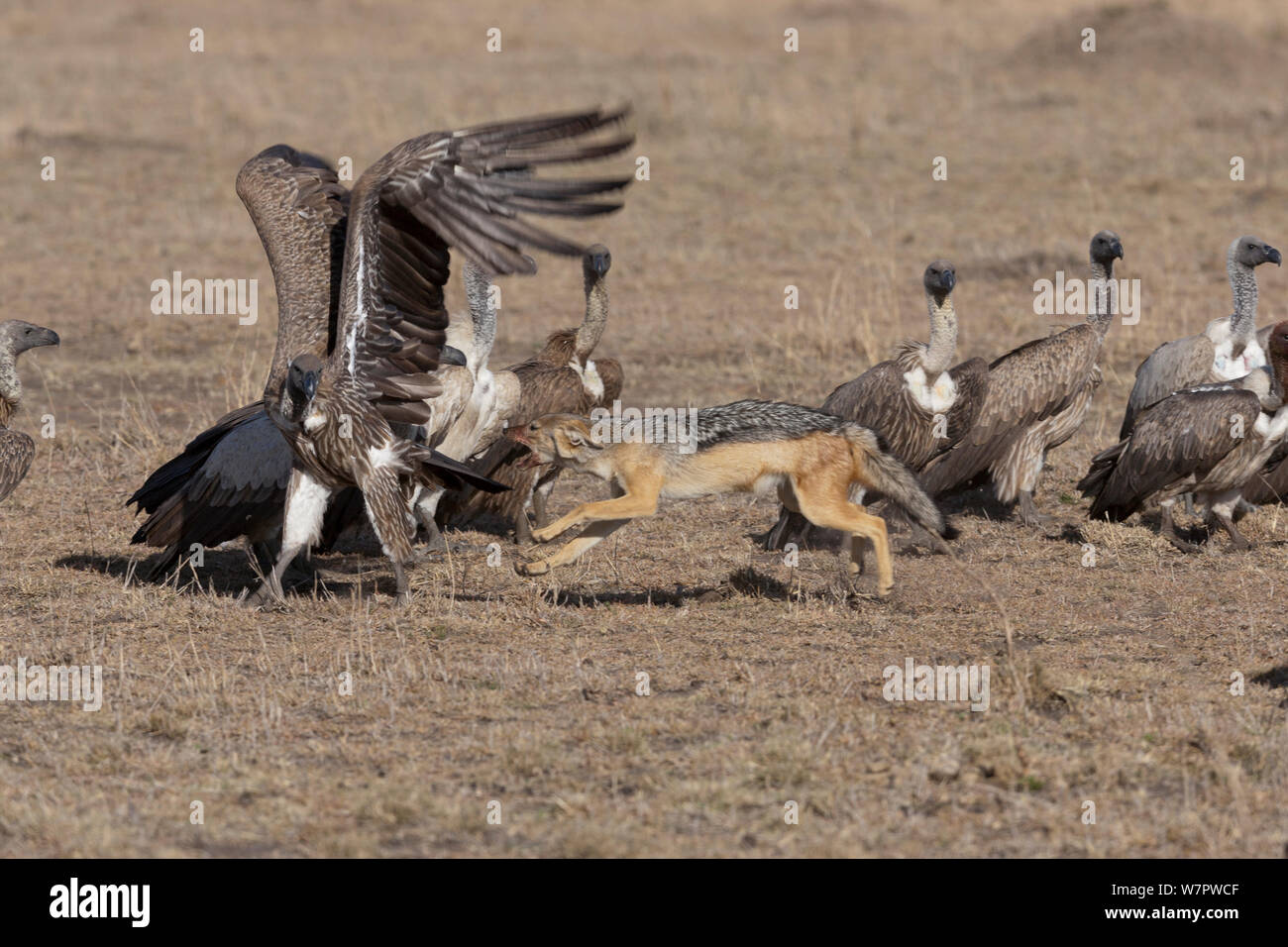 Accitriptidae hi-res stock photography and images - Alamy