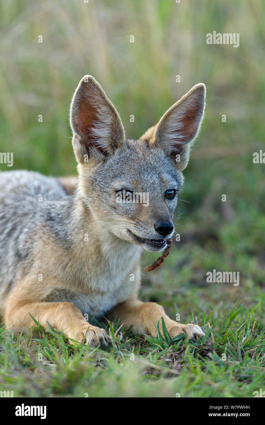 Black-backed jackal (Canis mesomelas) portrait, whilst eating, Masai ...