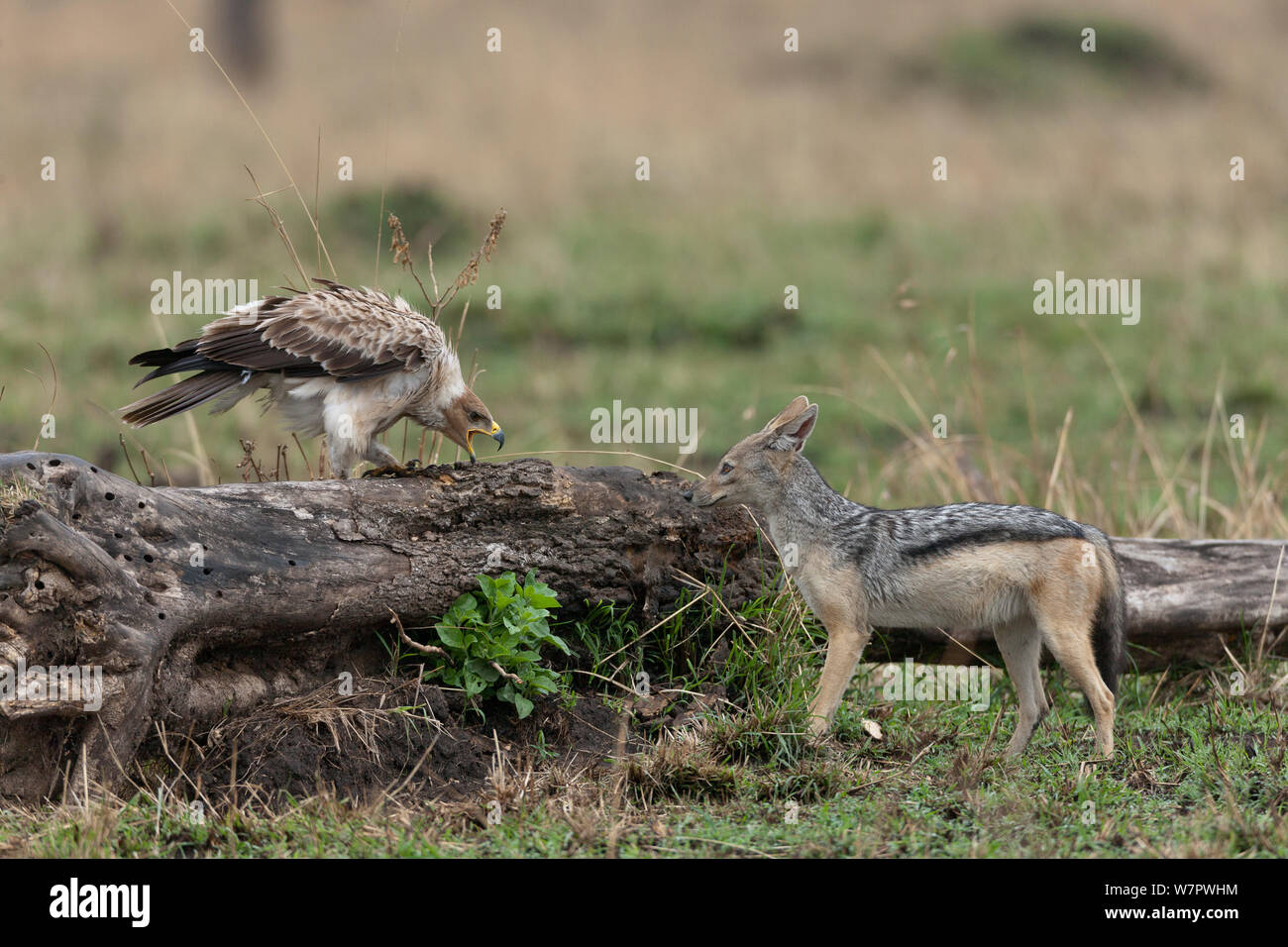 Eagles of kenya hi-res stock photography and images - Alamy