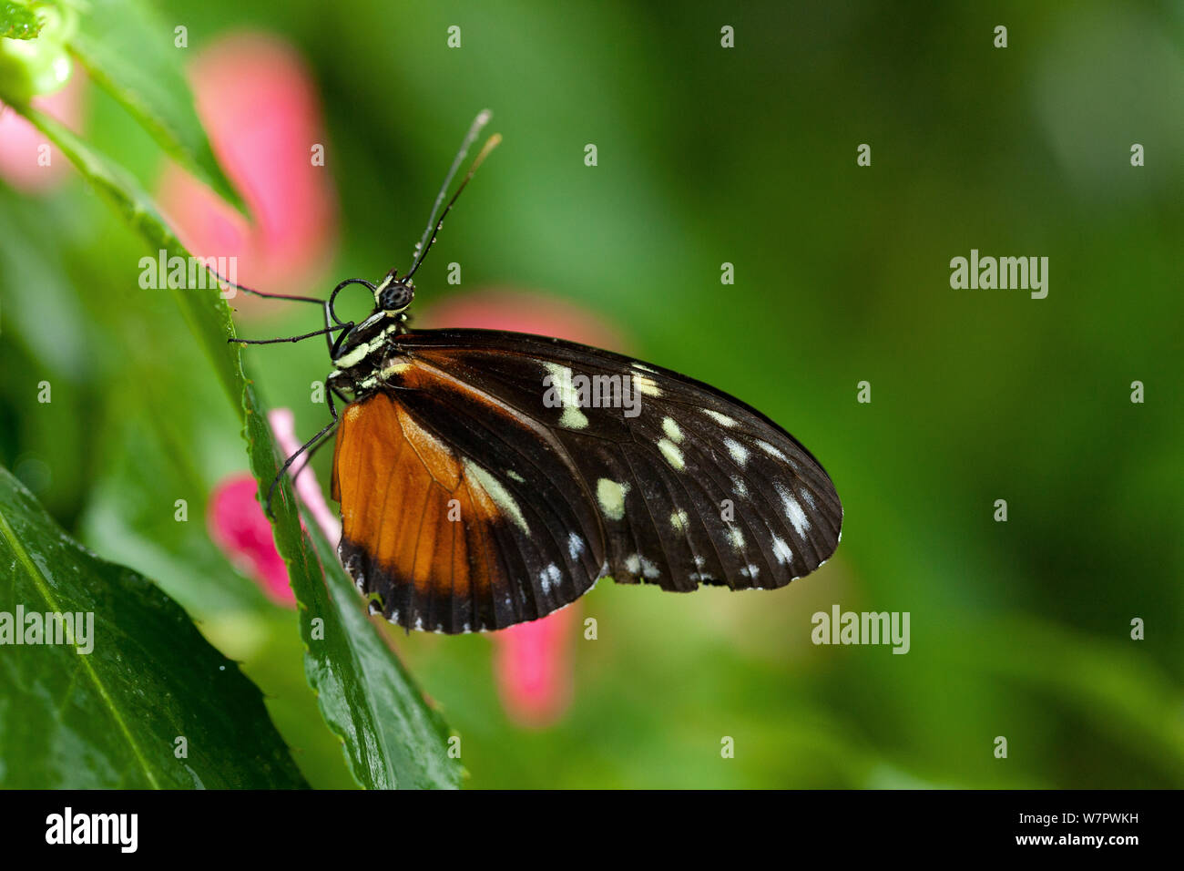 Heliconius butterflies hi-res stock photography and images - Alamy