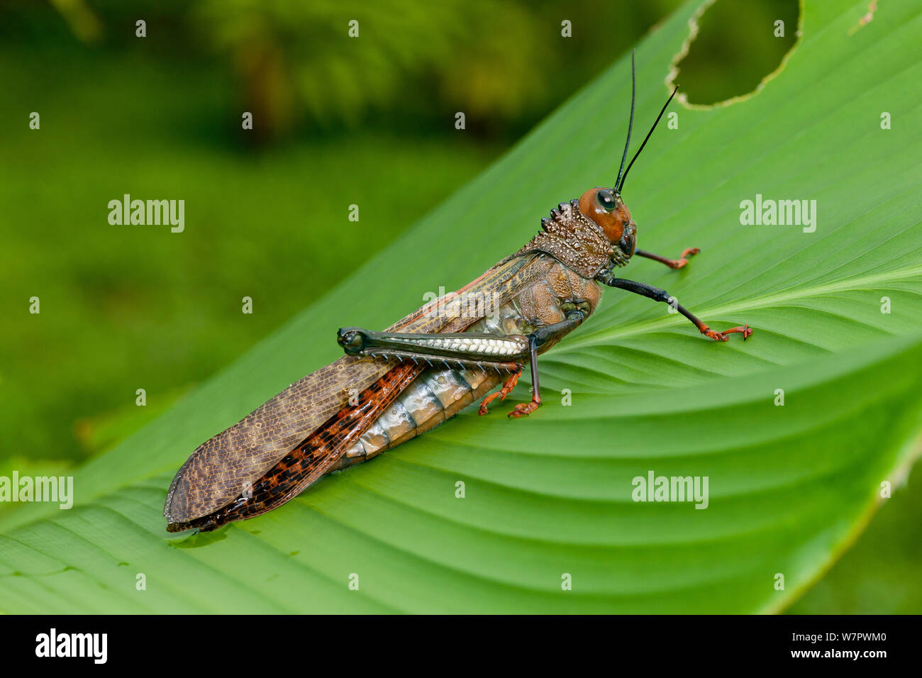 Tropidacris cristata hi-res stock photography and images - Alamy