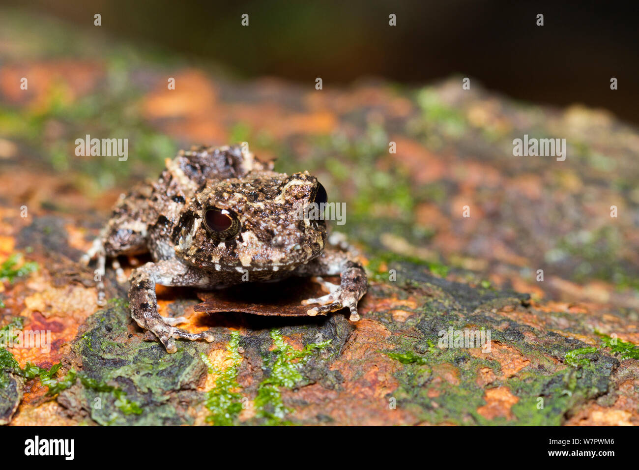 Frog (Craugastor rugosus) Corcovado National Park, Costa Rica Stock ...