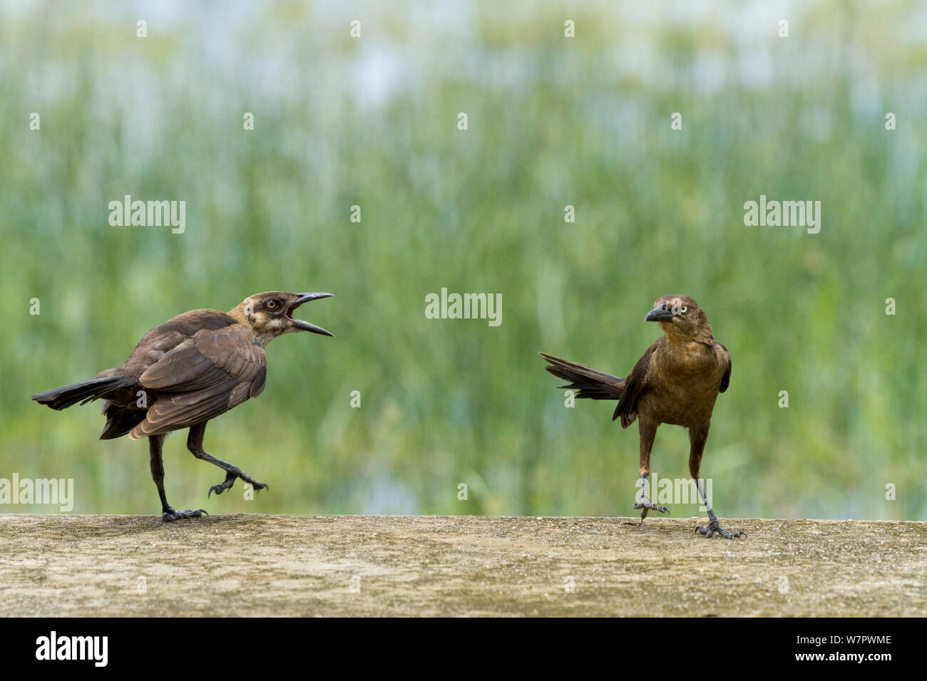 Grackles hi-res stock photography and images - Alamy