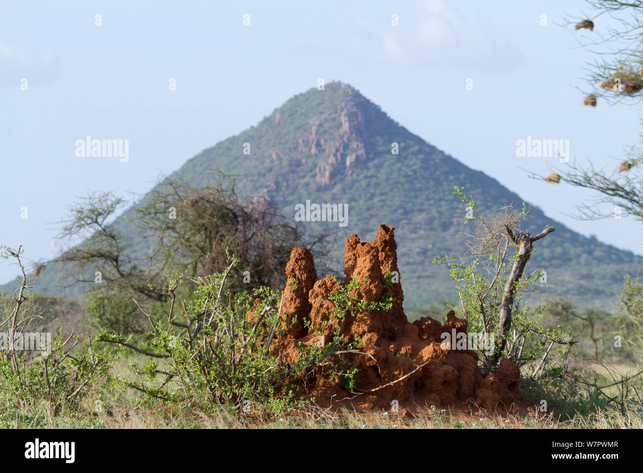 Termite tower hi-res stock photography and images - Alamy