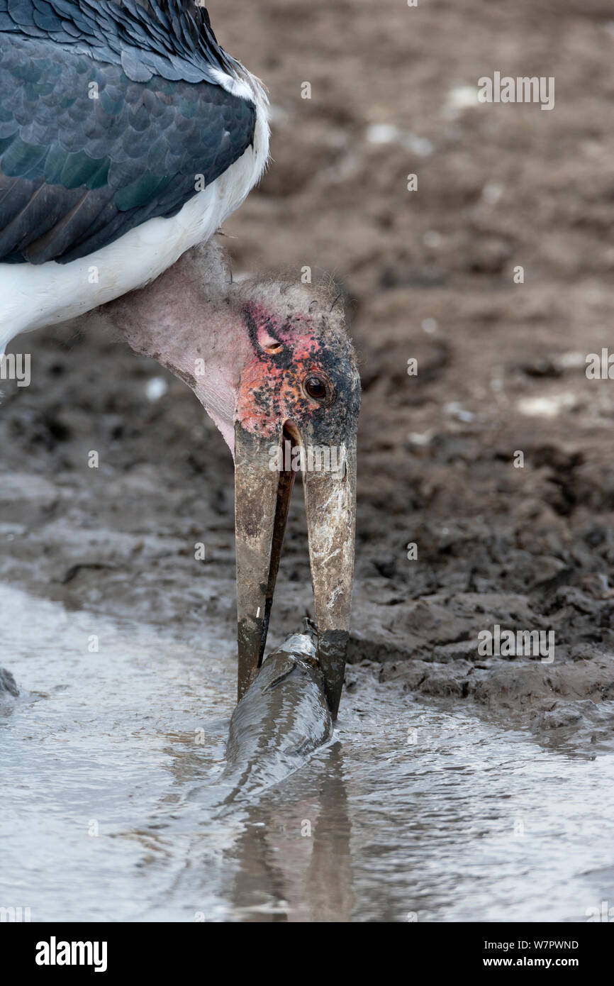 Marabou stork (Leptoptilos crumeniferus) catching catfishes in the mud, Masai-Mara game reserve ...