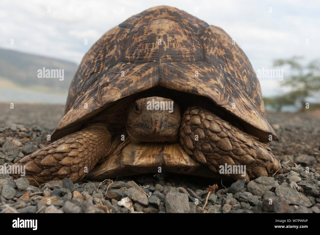 Leopard tortoise (Geochelone / Stigmochelys pardalis) Lake Bogoria game ...