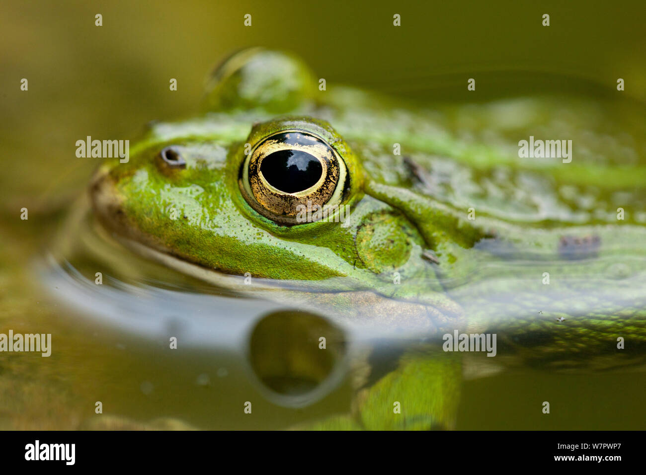 Green frog (Rana / Pelophylax esculanta) in a pool, Normandy, France ...