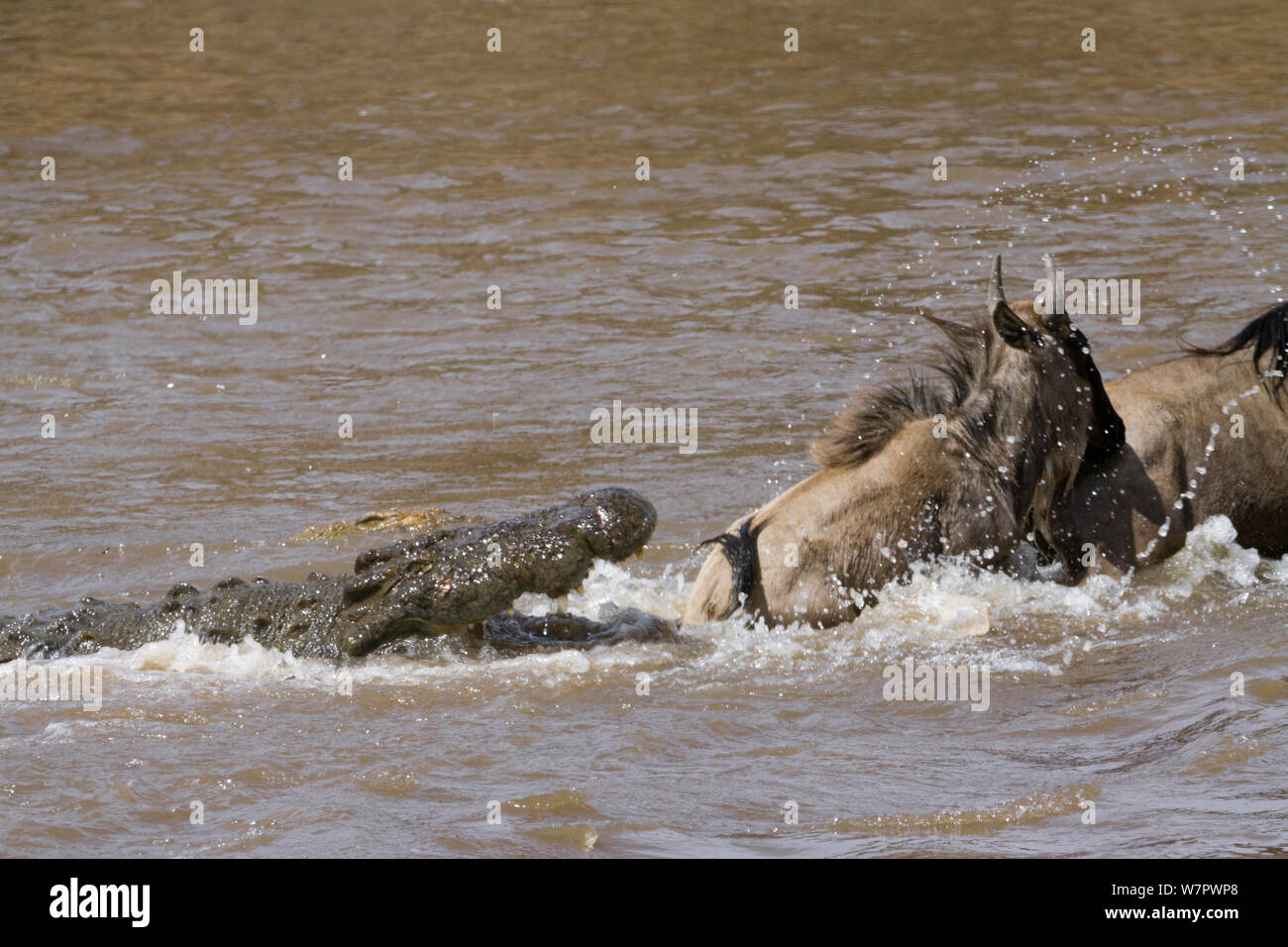 Crocodiles hunting hi-res stock photography and images - Alamy