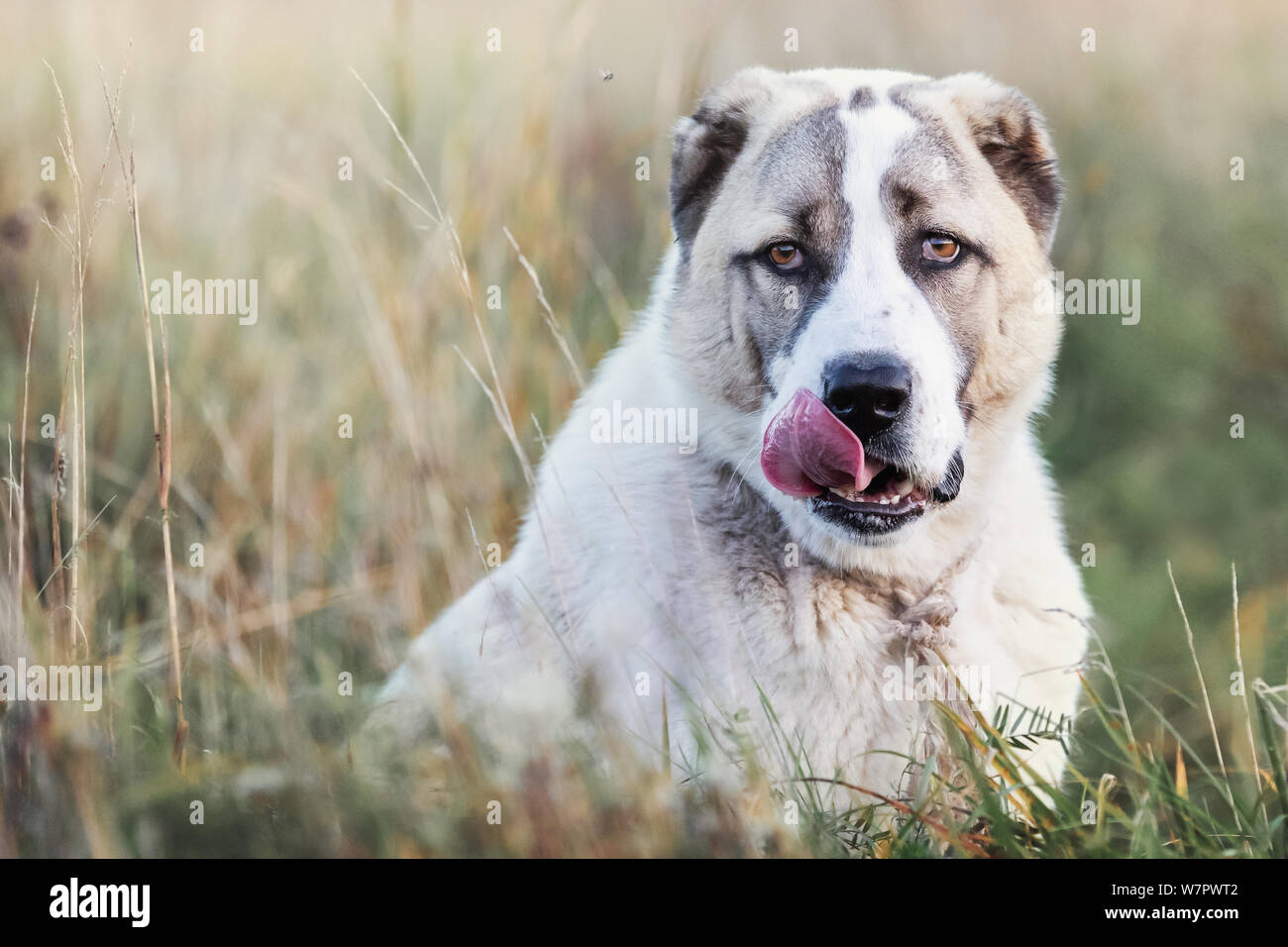 Portrait young shepherd goat hi-res stock photography and images - Alamy