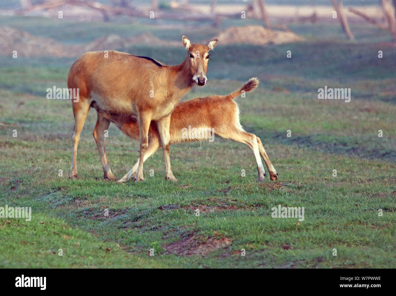 Chinese elk hi-res stock photography and images - Alamy