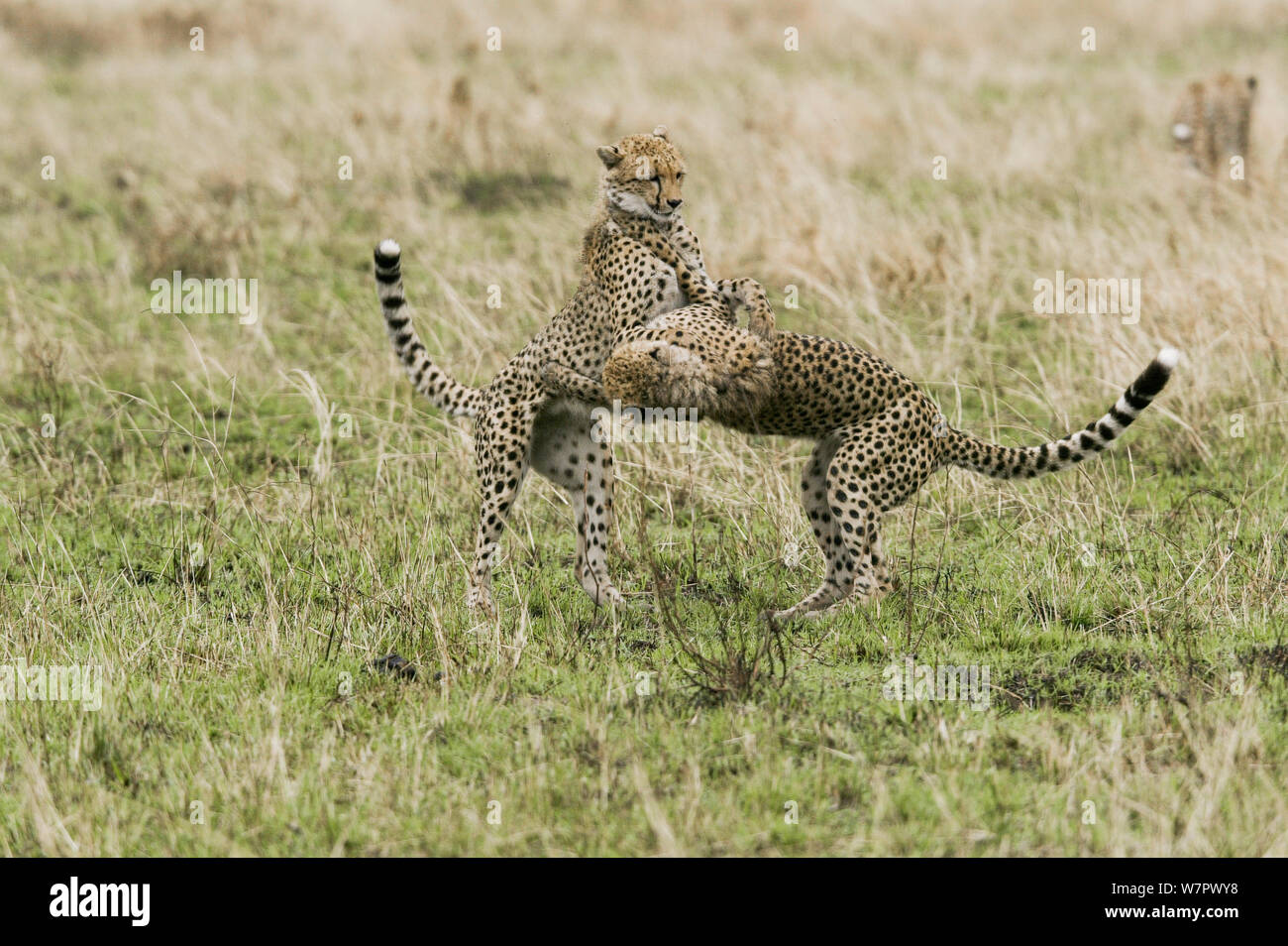 Cheetah Cubs Fighting